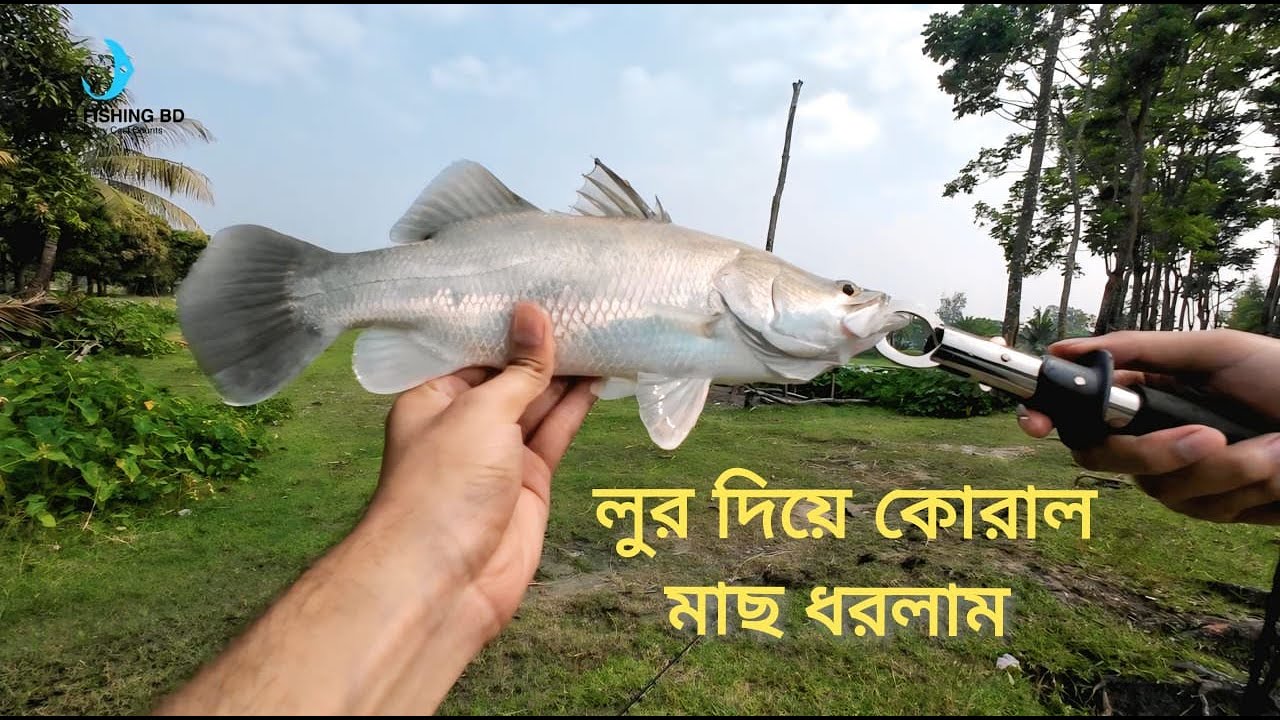 Catching koral Fish In Bangladesh With Lure | Lure Fishing BD | - YouTube
