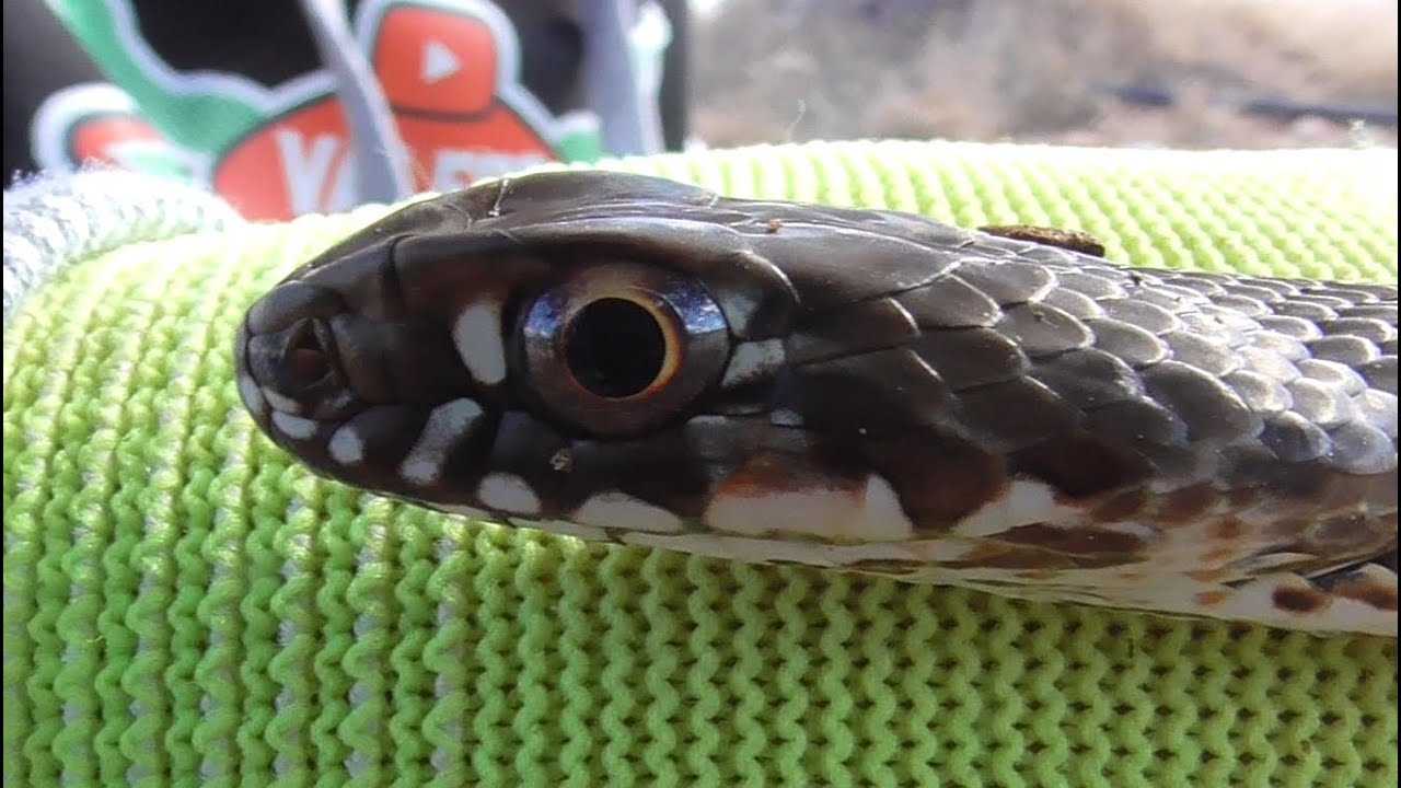 Identificacion de la Culebra Bastarda y Culebra de Herradura. - YouTube