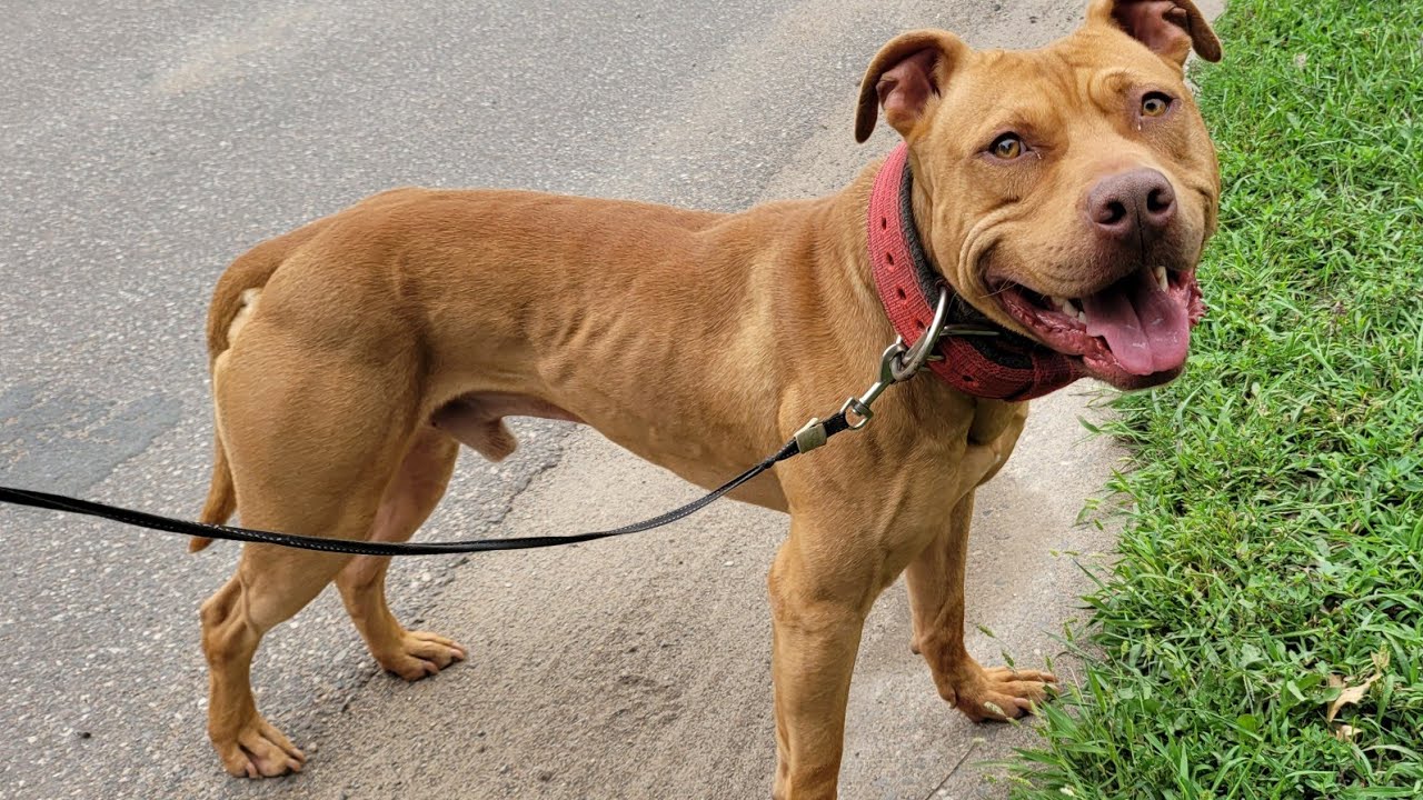 Pit bull on fire - YouTube