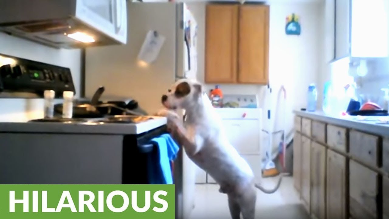 Hidden camera footage shows dog raiding refrigerator - YouTube