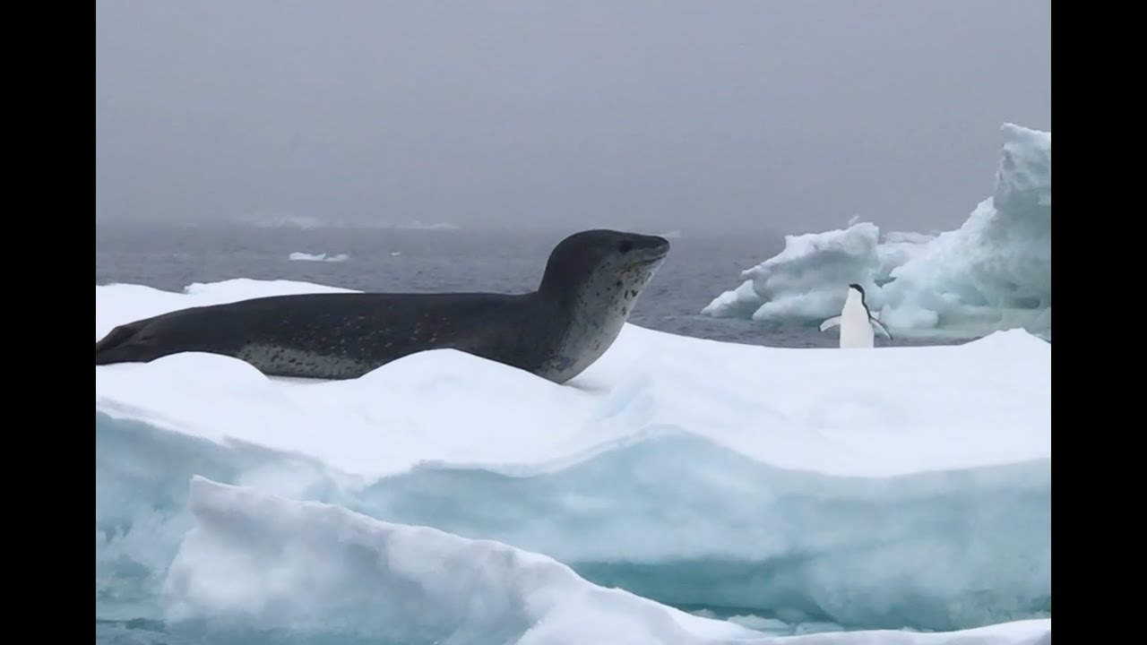 Penguin vs Leopard Seal - YouTube