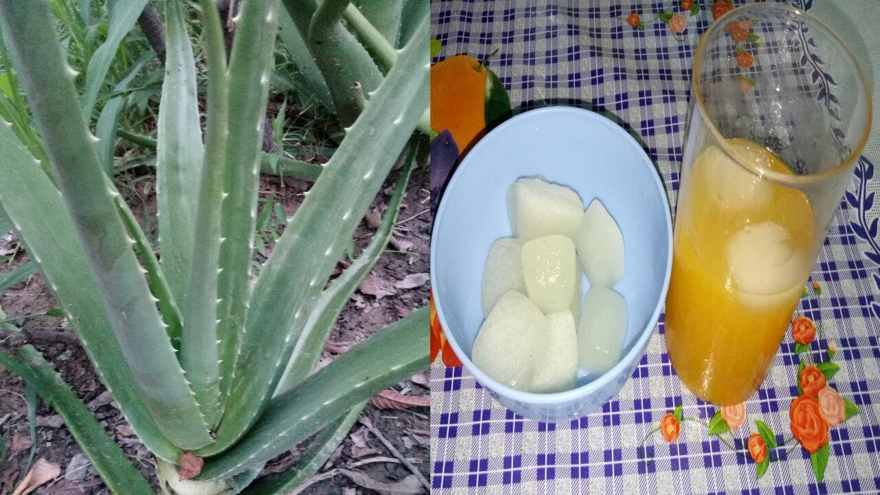 2 in 1 Aloe vera ice cube use | how to use Aloe vera ice cube in summer ...