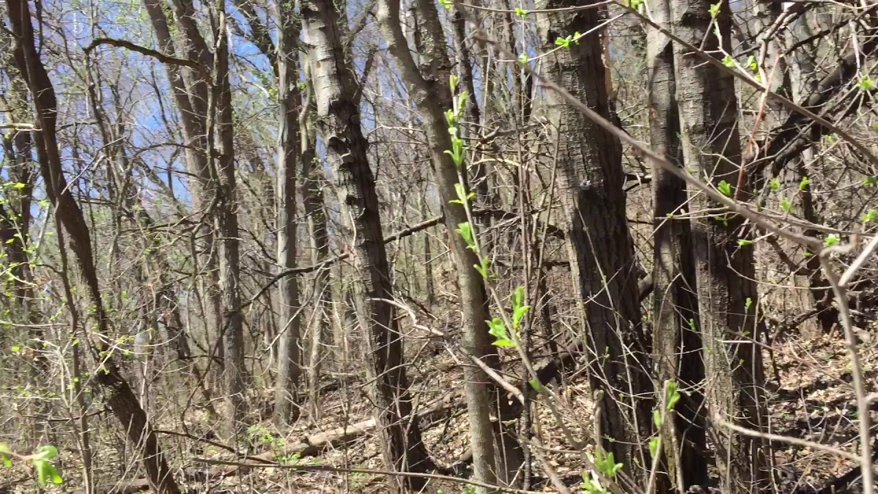 Sasquatch Signs and What to Look For - YouTube