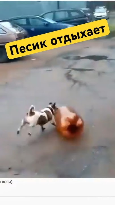 Песик развлекается - YouTube