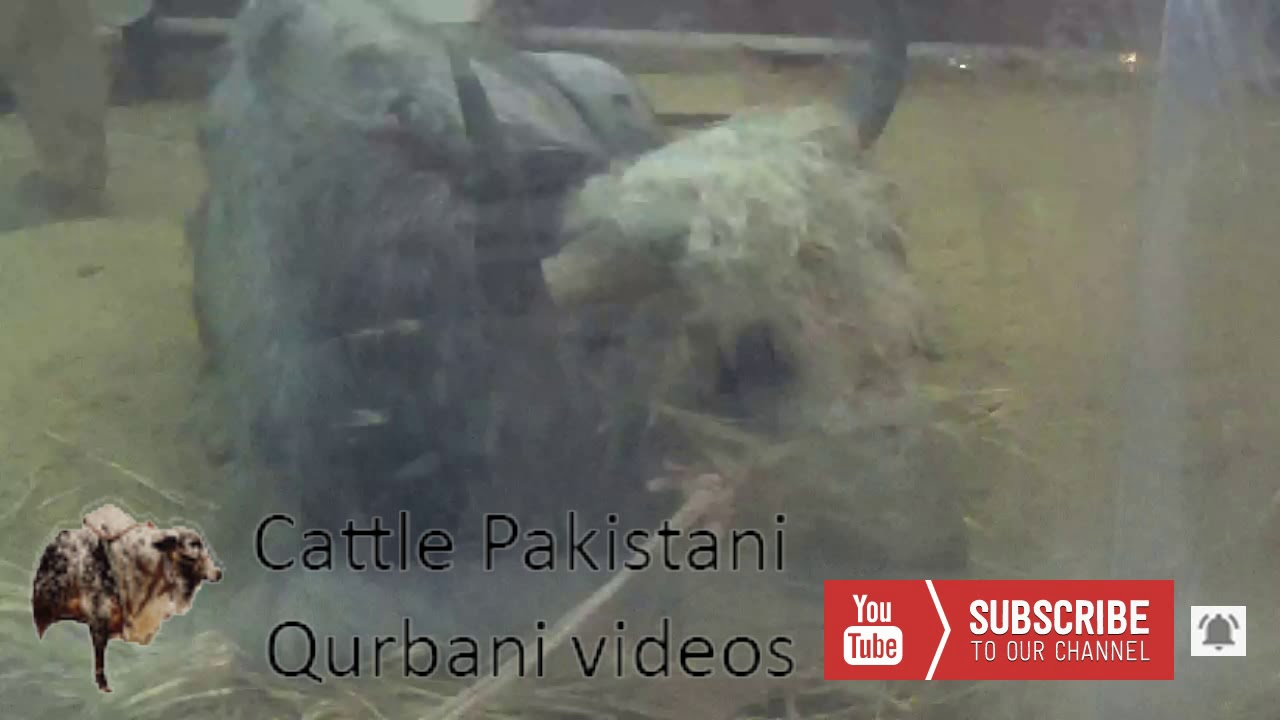 Yark Exclusive footage || Dadi house Yak 2017 || Eid Qurban - YouTube