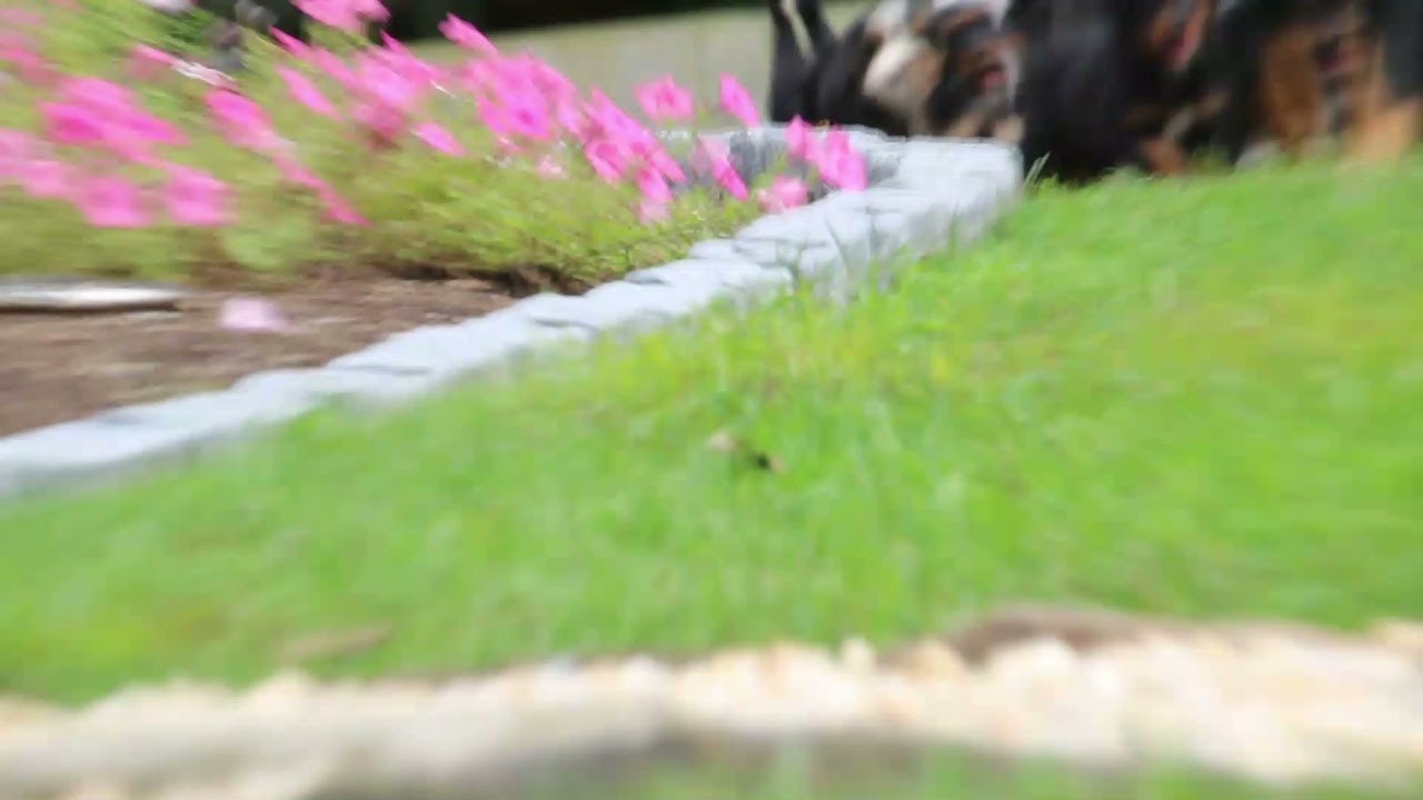 Miniature Bernedoodle Puppies For Sale Levi and Sarah Stoltzfus - YouTube