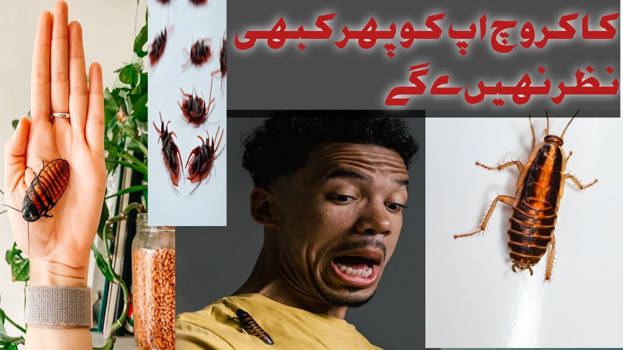 4 March 2023/Get Rid Of Cockroach/Cockroach Killing Tips/Cockroach Bhagane Ka aAsan Tarika - YouTube