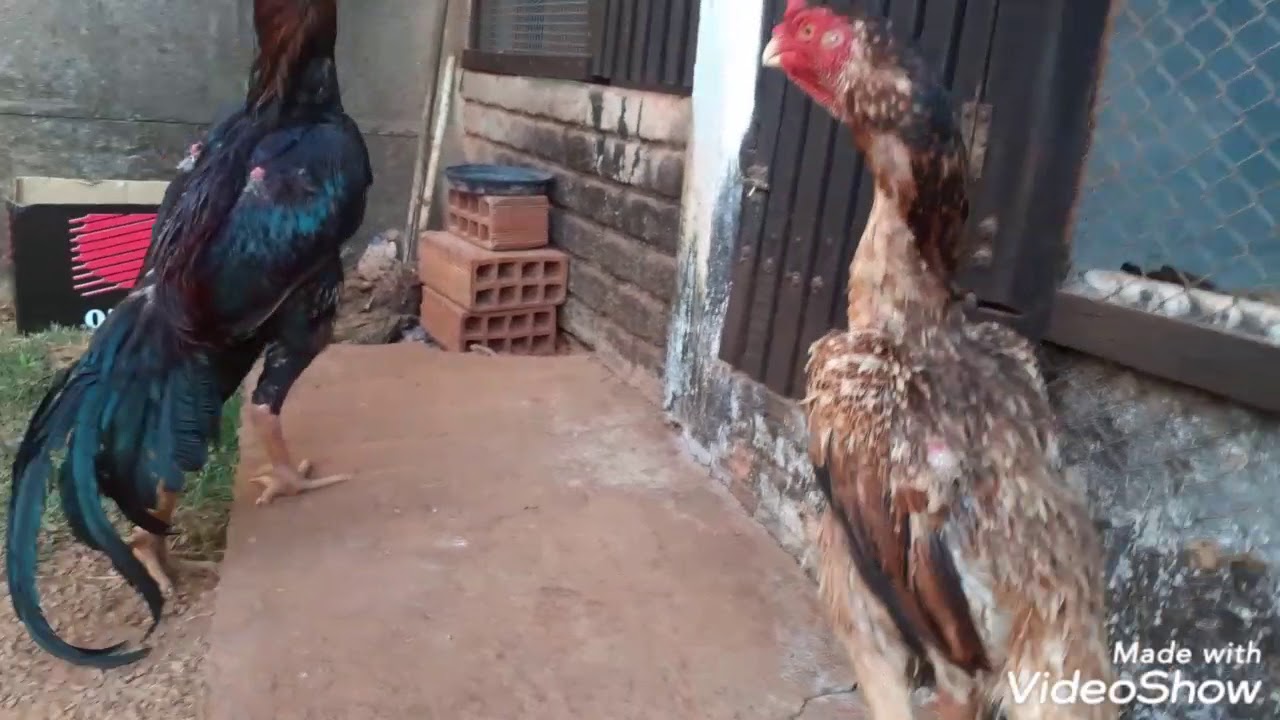 GALO INDIO PURO Coromandel #6🐔👑 - YouTube