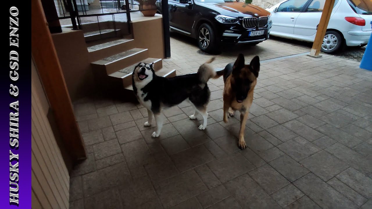 Somebody Is Excited Because Of The Word Walkies - YouTube