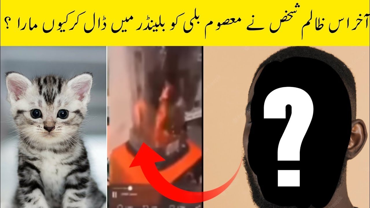 The Dark Reality Of Cat Blender Video | Daily Now - YouTube