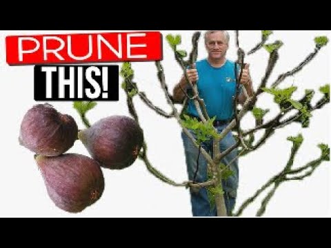 Pruning My Best Fig Tree With Organic Gardening in north Carolina - YouTube