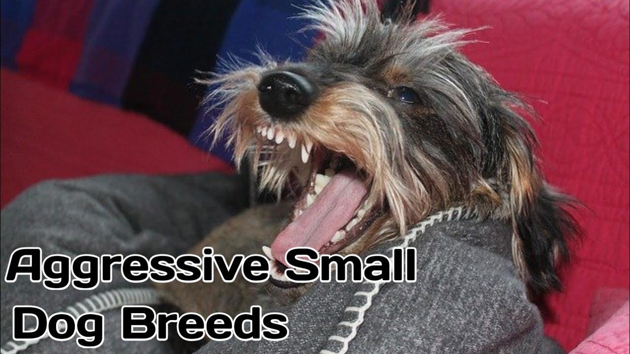 Top 10 Aggressive Small Dog Breeds in The World - YouTube