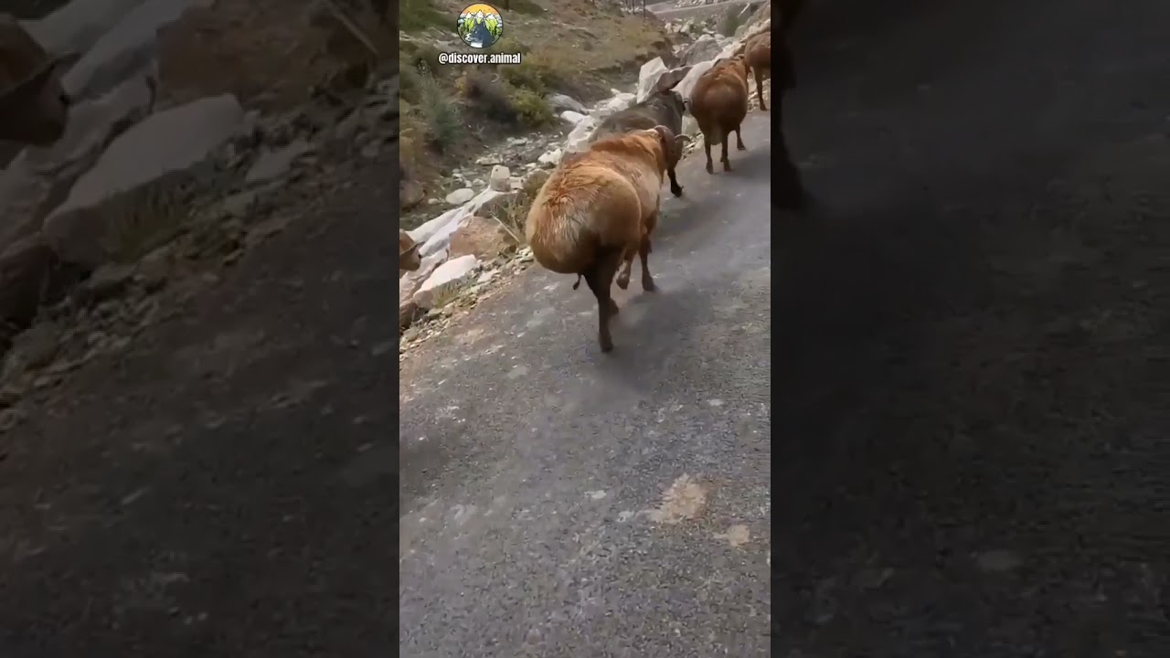 This Goat Has The Biggest Butt In The World 😂😂 - YouTube