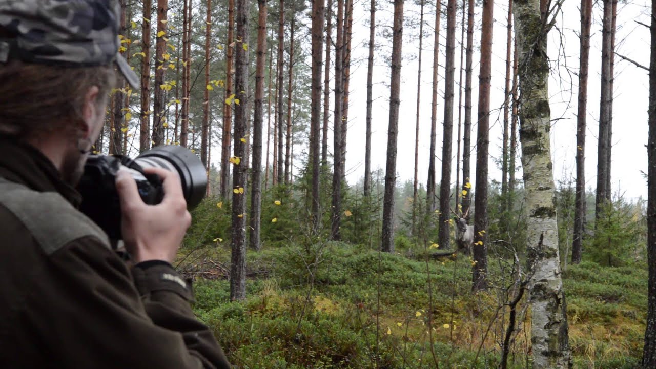 Rakkaudesta lajiin: Mikko Rautiainen tuntee metsäpeuran. Osa 1. - YouTube