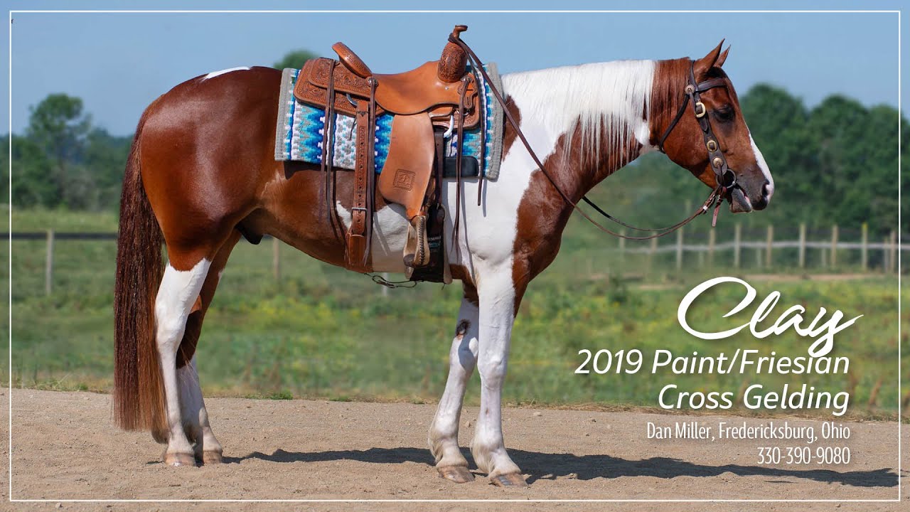 Clay, Paint-Friesian Cross Gelding | Trail Rider, Western Dressage ...