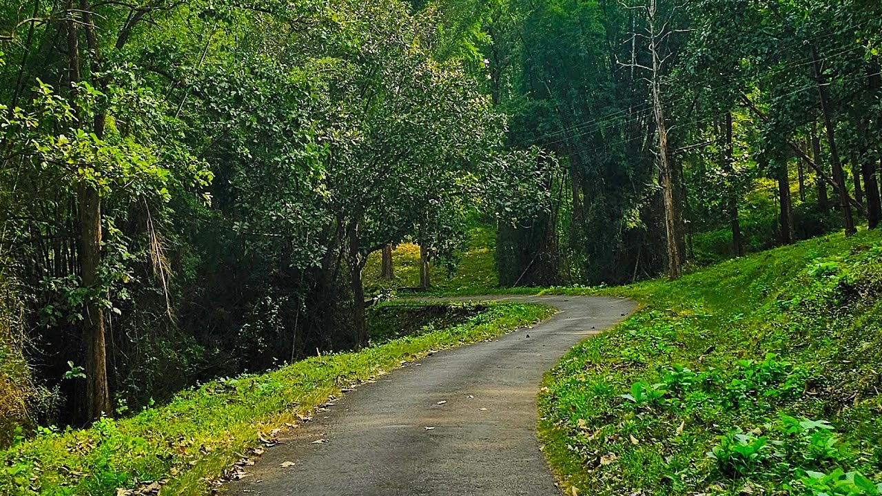 Topslip @ Anaimalai Tiger Reserve Forest Nature Sound Sun Rise - YouTube