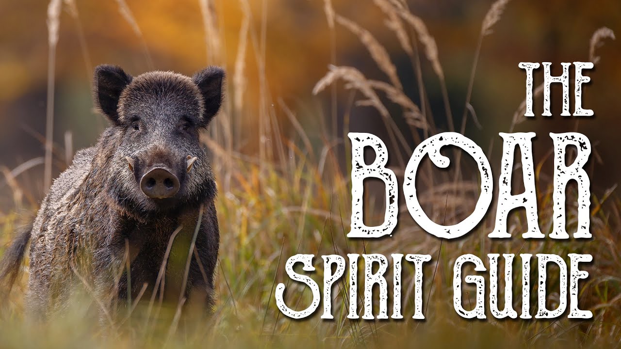 Boar Spirit Guide - Ask the Spirit Guides Oracle, Totem Animal, Power ...