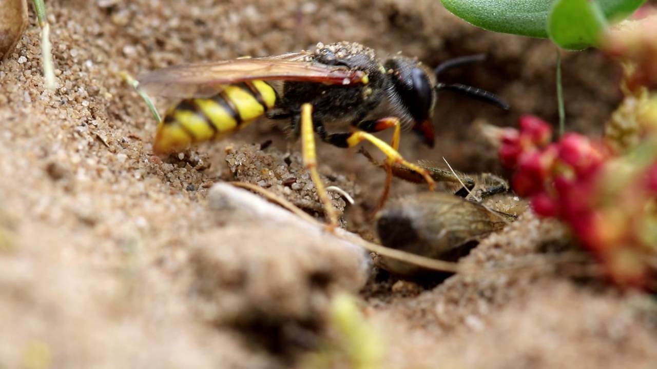 The BeeWolf - YouTube