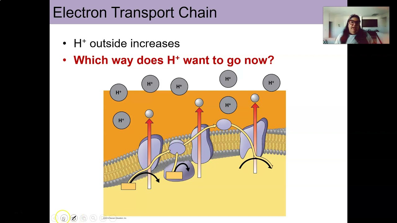 Chapter 7 Cellular Respiration Part 5 - YouTube