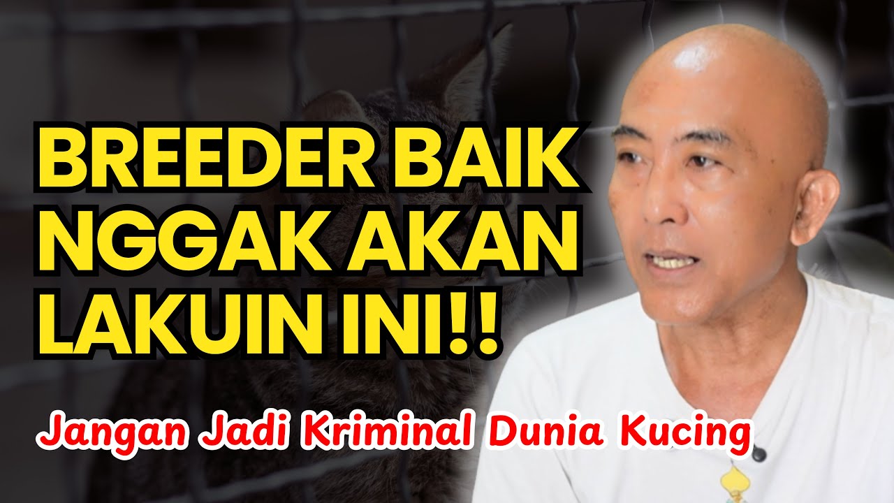 Jasa Pacak kucing atau Pr0st1tus1? Jangan sampai punya andil jadi ...