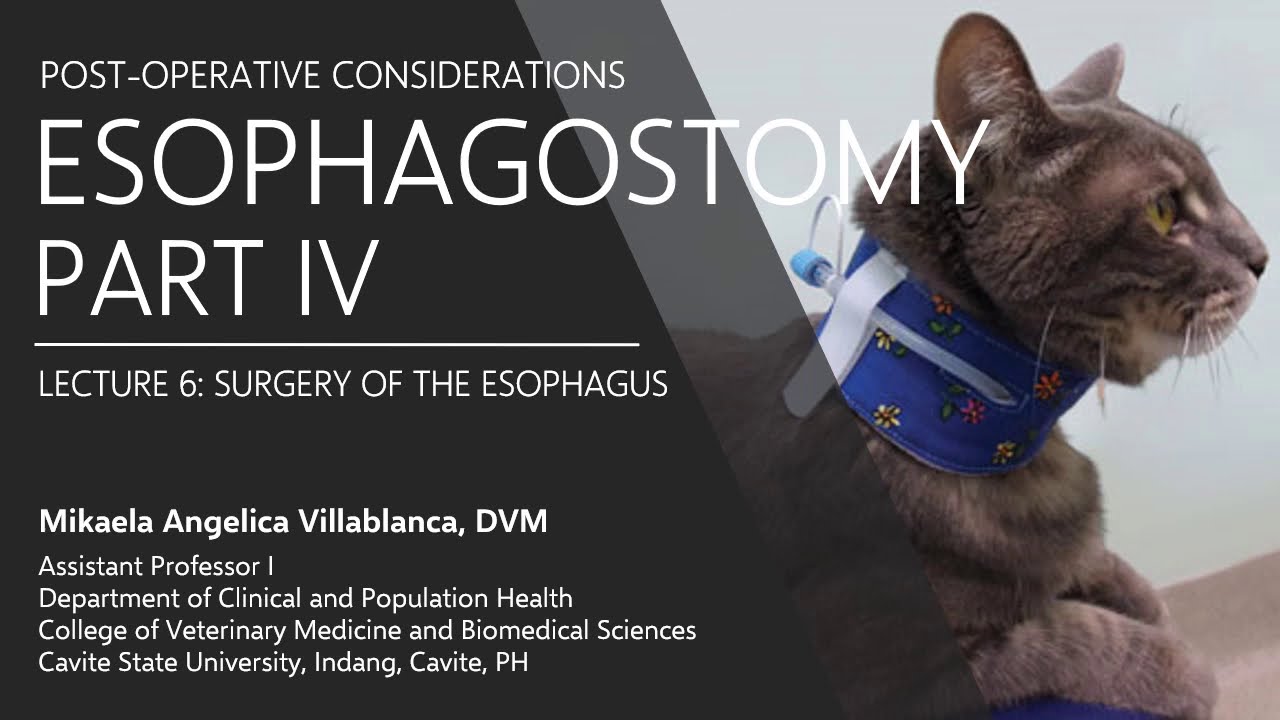 Lecture 6.10 Esophagostomy IV Post operative Considerations - YouTube