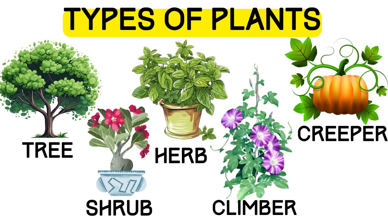 Types of plants for kids | Different types of plants @madeforkids221 ...