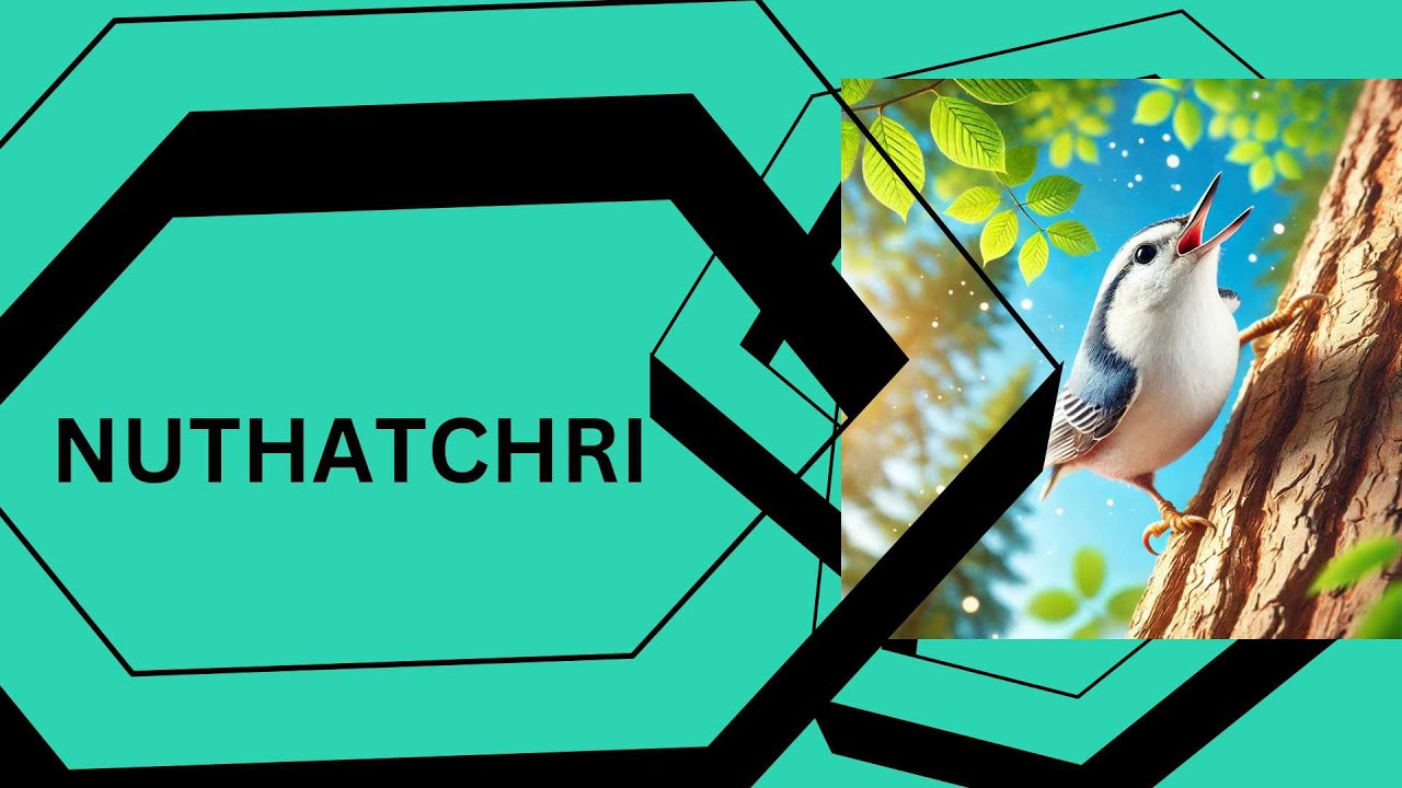 " NUTHATCH" Nursery rhymes,song,Animal Song, kids song, education ...