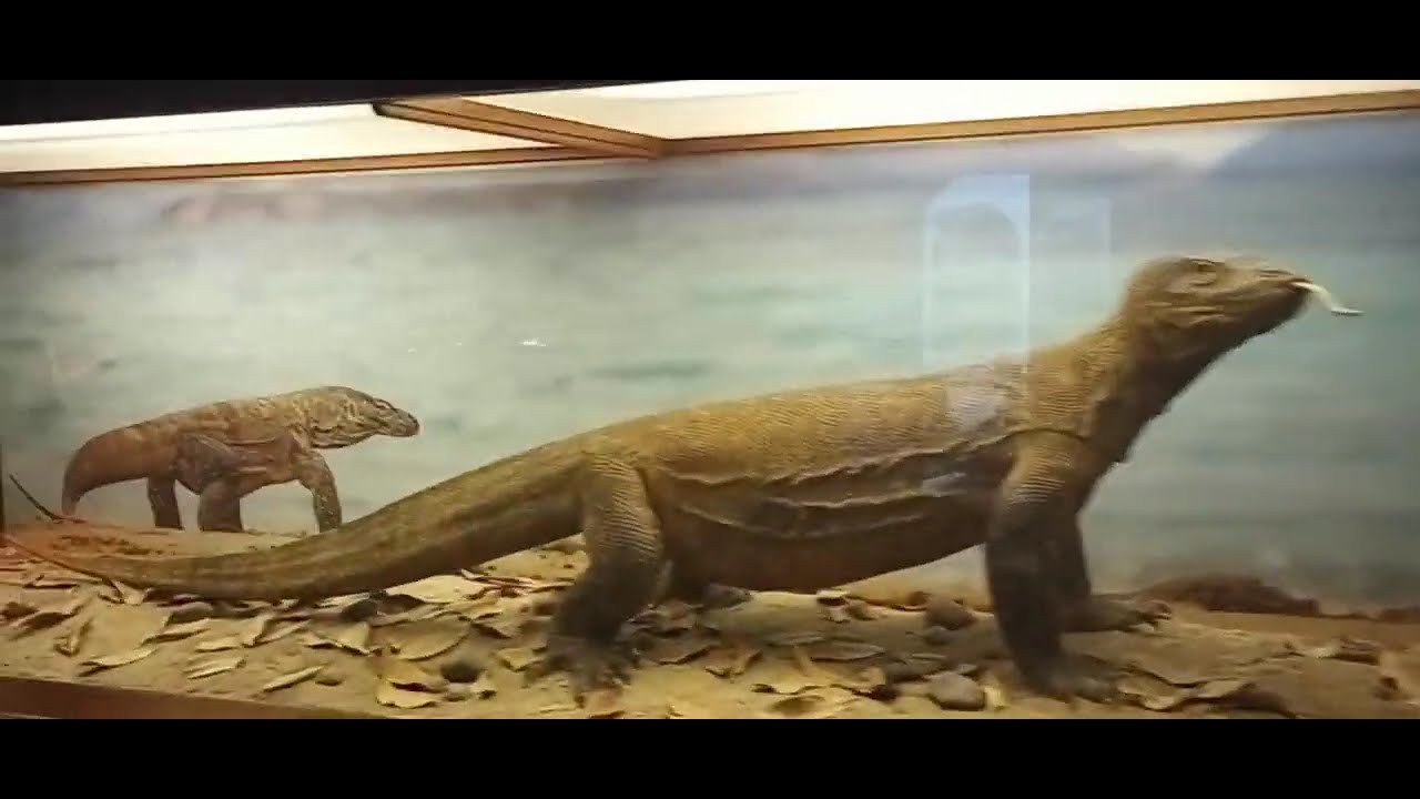Enjoying the Reptile Alive Exhibit in the Field Museum - YouTube