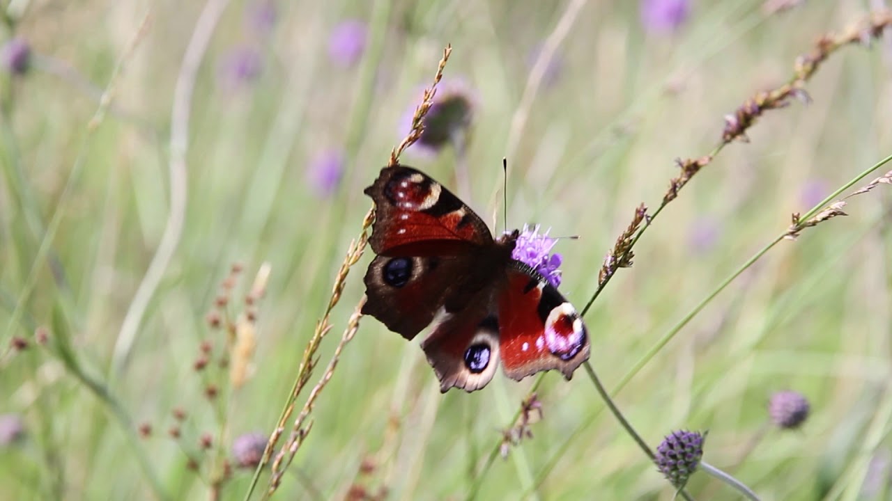 Dartmoor Rhos Pasture - YouTube
