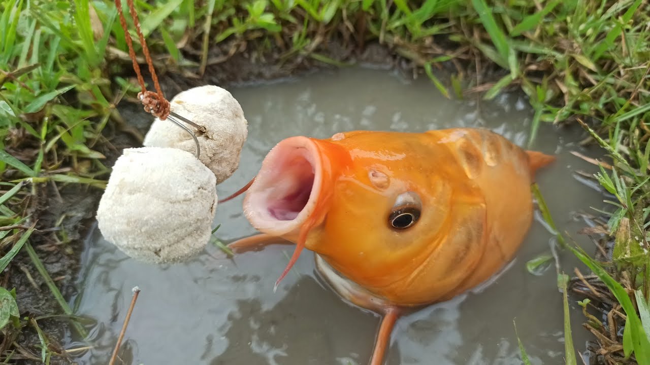 New Technique Fishing By Attractive Fish Food l Unbelievable Fishing ...