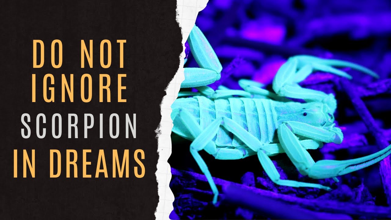 🦂Scorpion Dream Symbolism | Dreaming Of Scorpion Interpretation ...