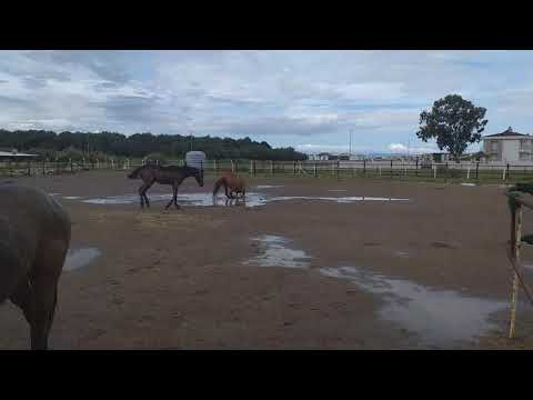 Atların çamur toprak keyfi