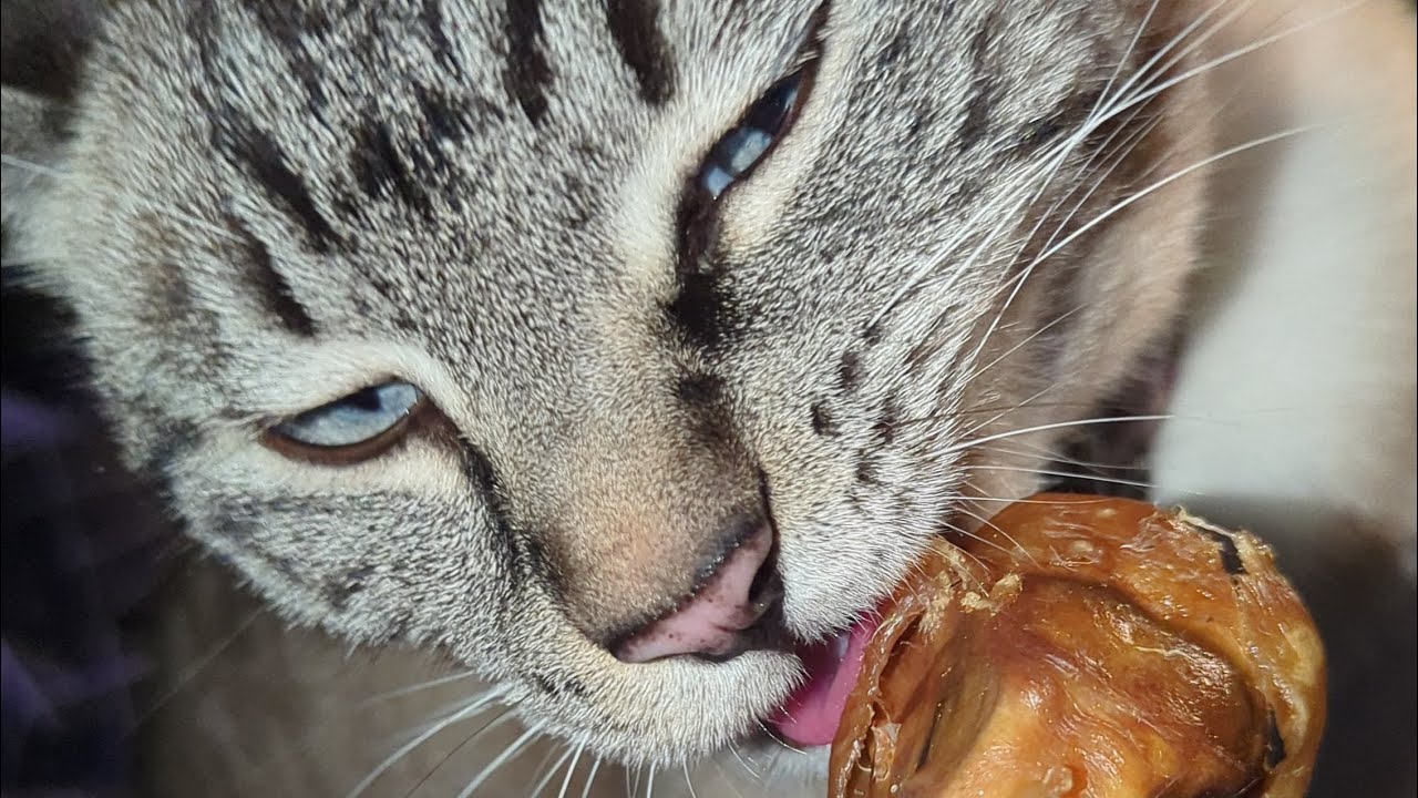 Cat crunching for 4 minutes. - YouTube