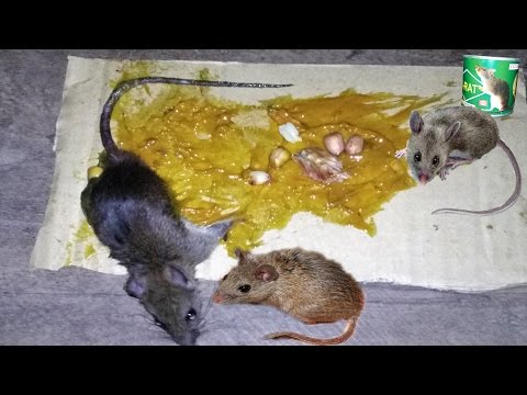 How To Trap Mouse At My Home By Sticky Trap Mouse, Amazing Catching ...