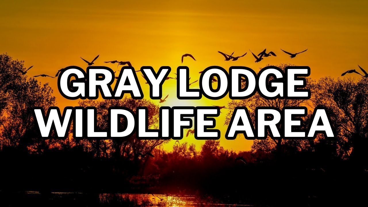 Make Your Annual Winter Visit to the Gray Lodge Wildlife Area in ...