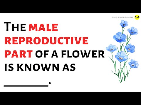 What Are The Male Reproductive Part Of A Flower