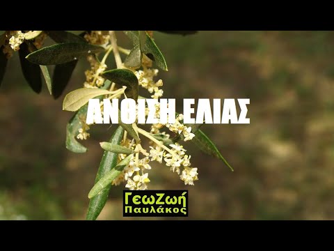 ΓΕΩΖΩΗ - ΑΝΘΙΣΗ ΕΛΙΑΣ - YouTube
