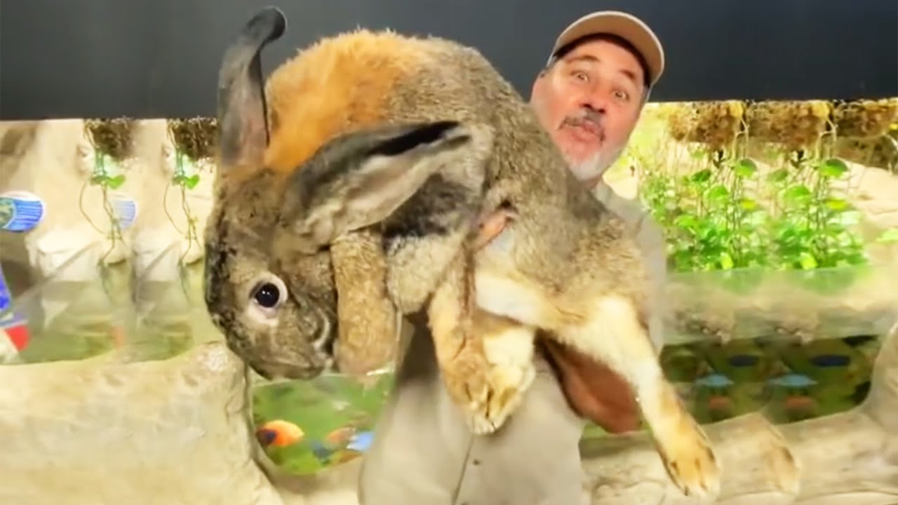 Największy królik na świecie! - YouTube