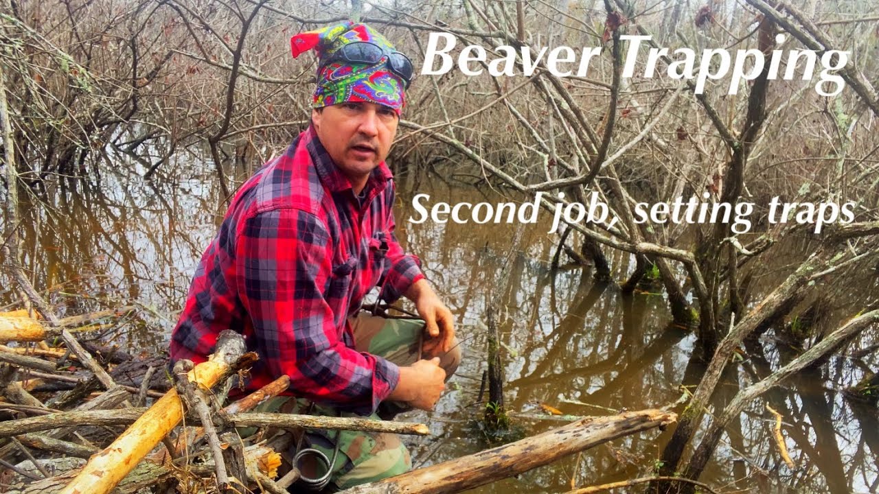Beaver Trapping , job 2 setting traps - YouTube