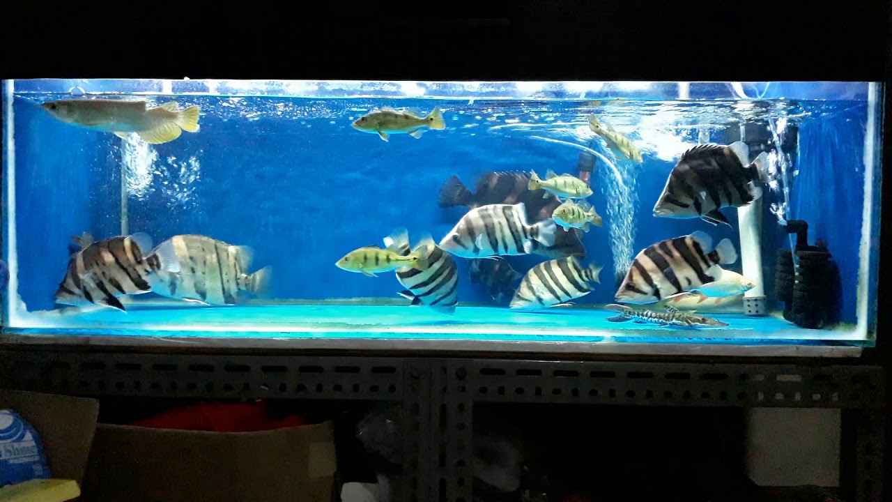 Borneo Tiger Datz Fish - YouTube