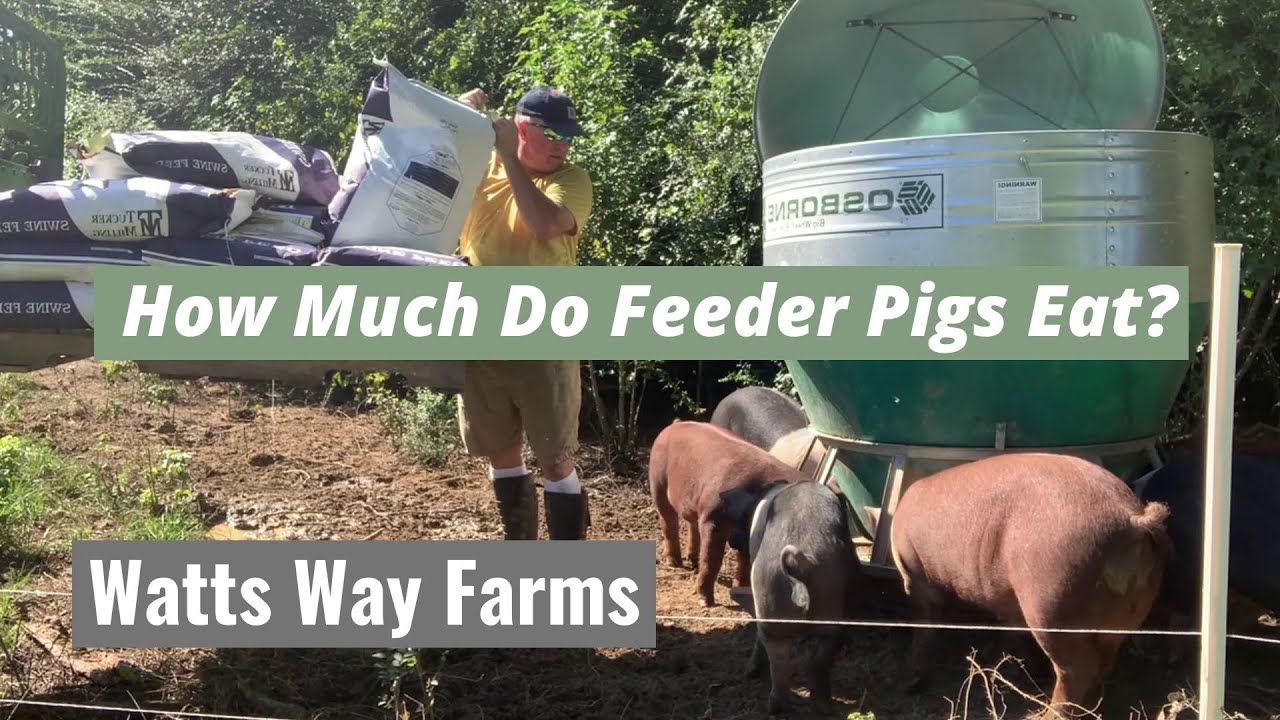 How Much Feed Do My Feeder Pigs Consume YouTube How Much Feed Do My Feeder Pigs Consume YouTube