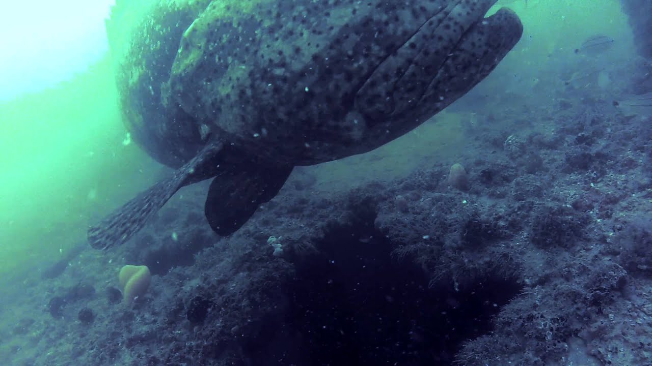 Dive Naples 10-13-12 - YouTube