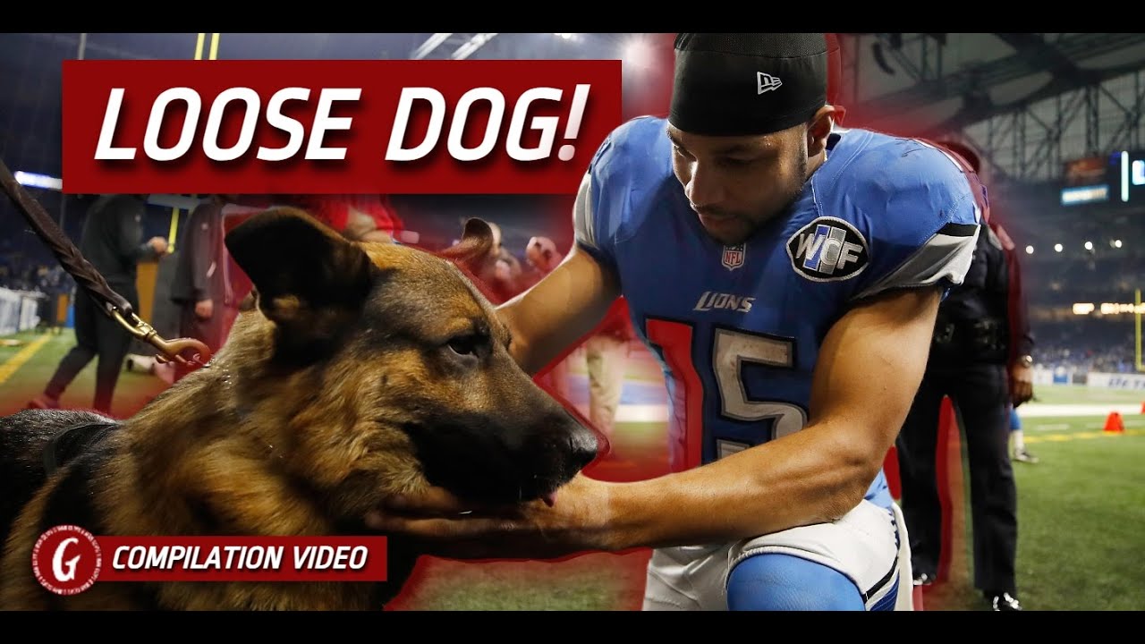 Animals on the Field Compilation 🏈 Wacky NFL Field Animal Moments | # ...