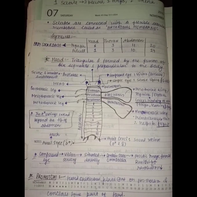 Class 11th Neet Notes Morphology And Anatomy of COCKROACH #neet2026 # ...