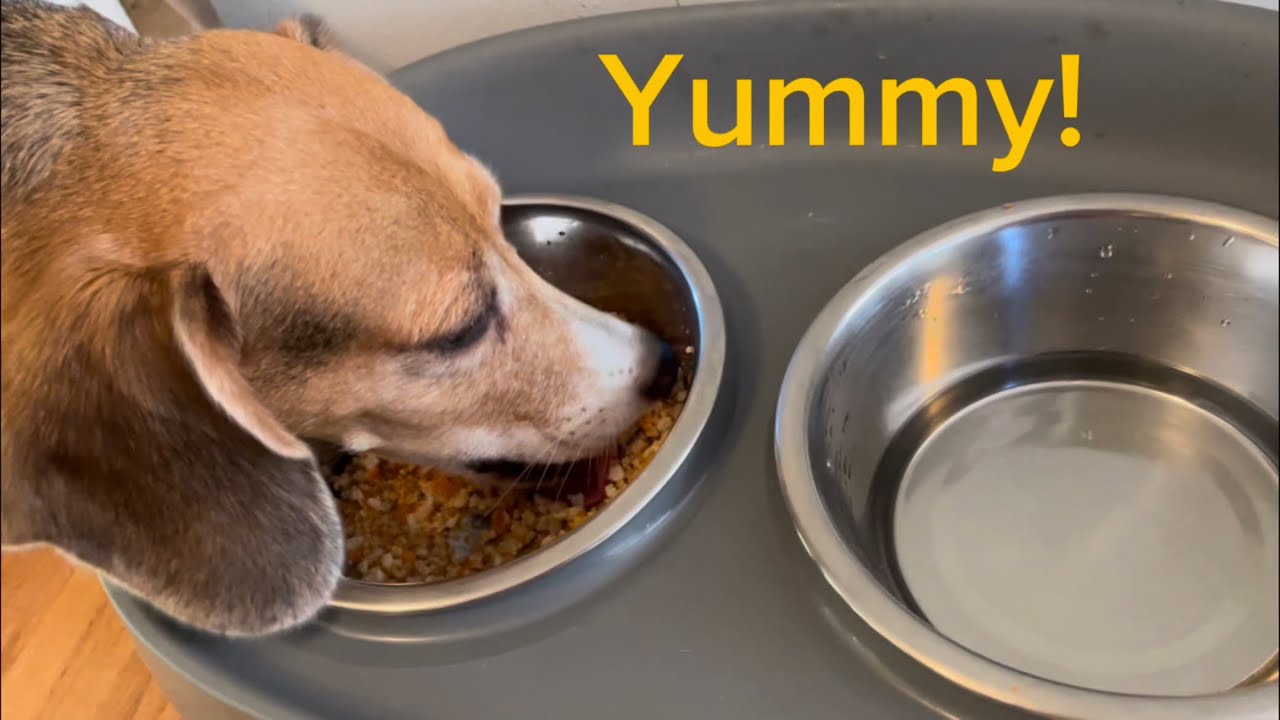 Happy Beagle's Feast: Yummy Turkey Stew & Joyful Bowl Licking - YouTube