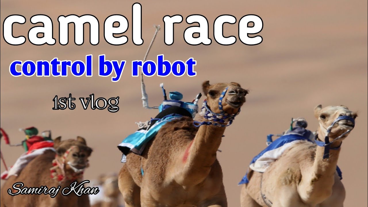 Camel 🐫 race || control by robot || 1st vlog || UAE Abu Dhabi liwa city ...