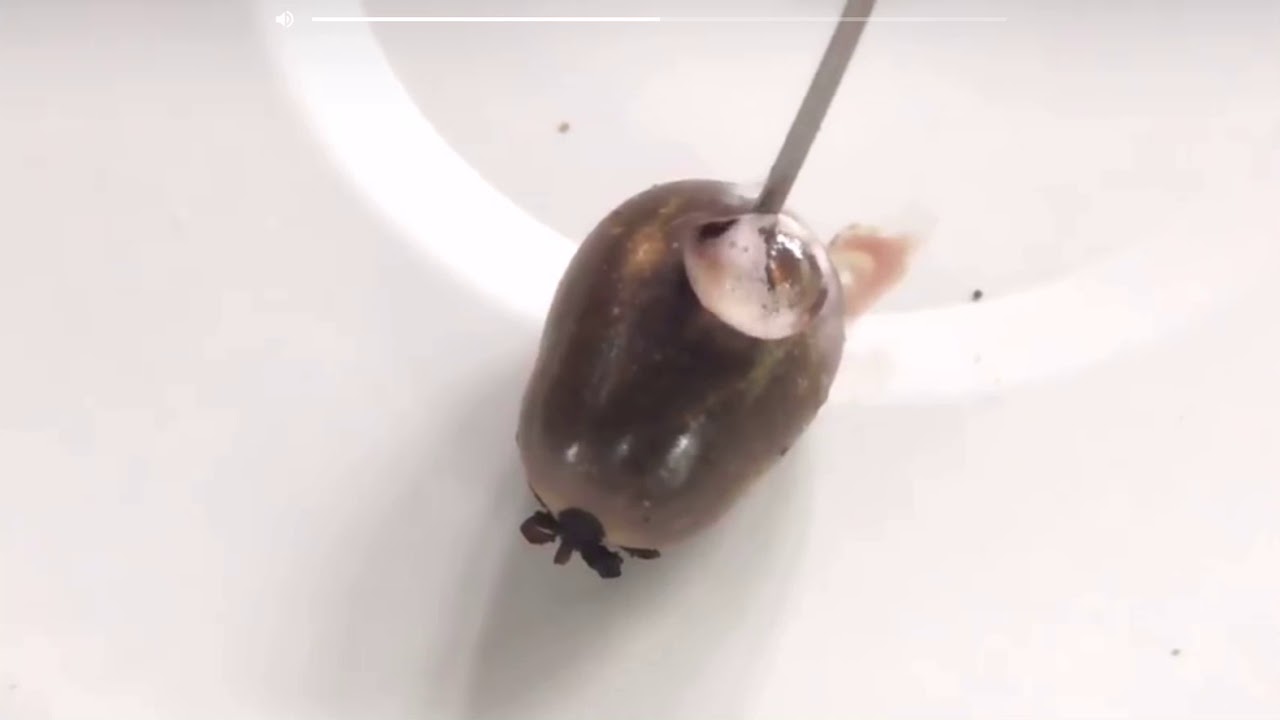 Exploding tick - YouTube