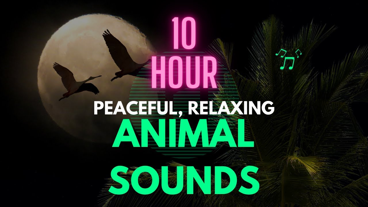 Black Video with animal sounds at night for 10 Hours - YouTube