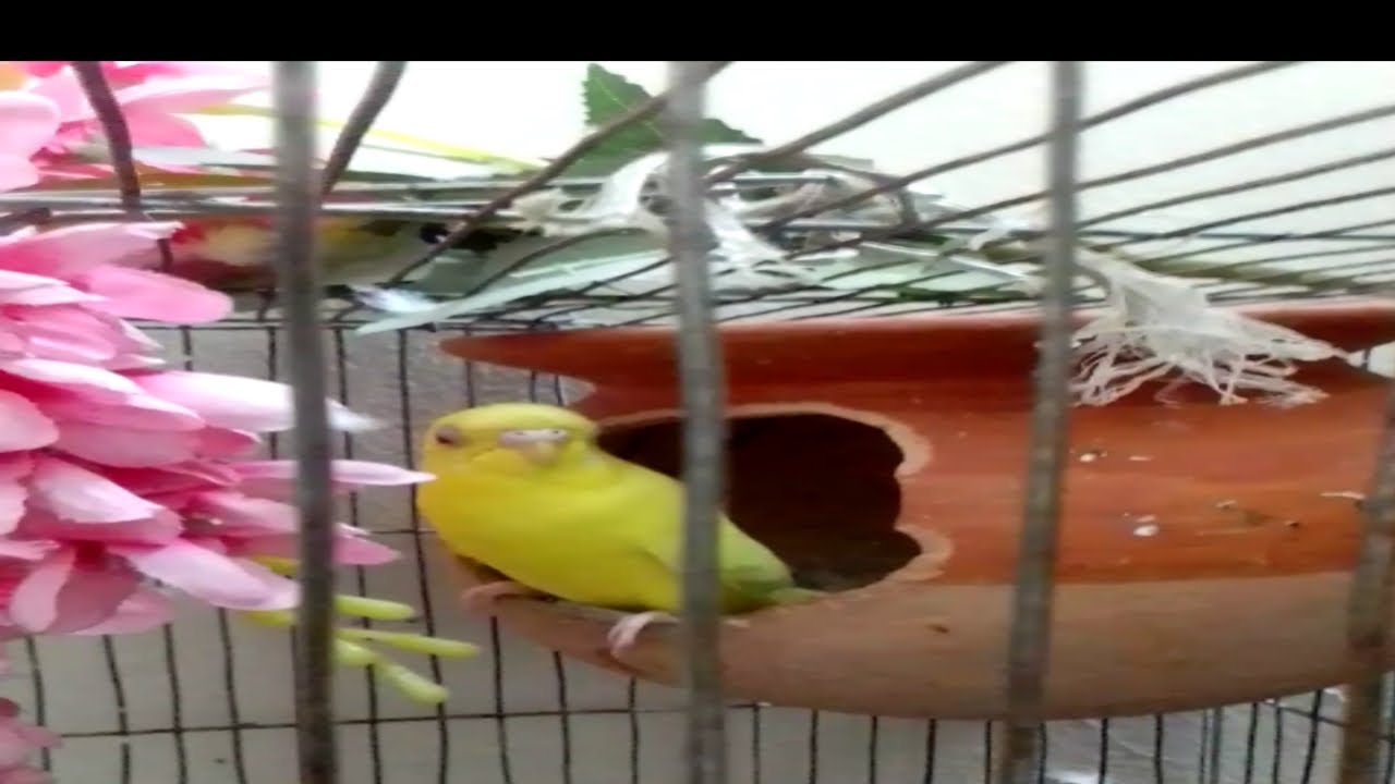 How To Build Bird Cage YouTube how-to-build-bird-cage-youtube
