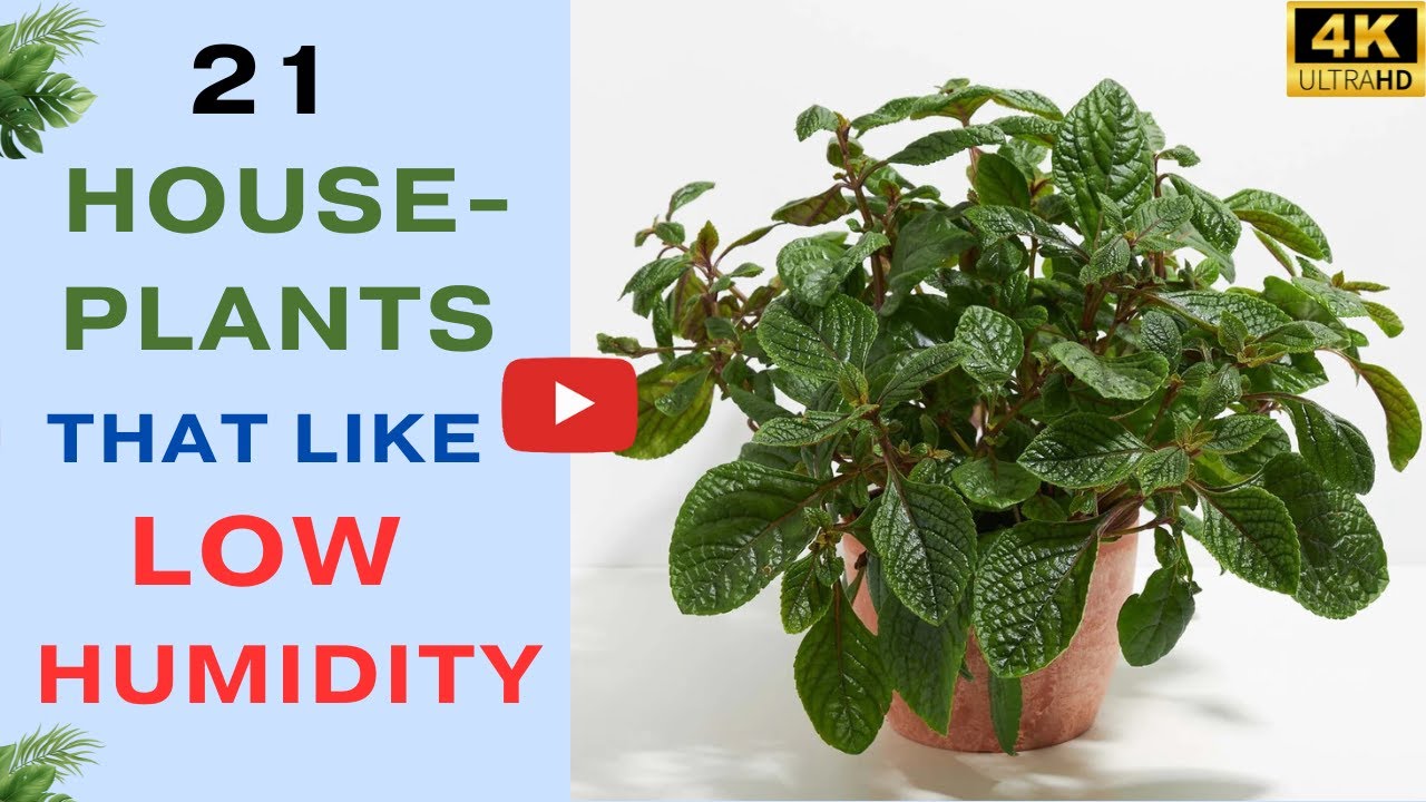 20 Houseplants That Like Low Humidity | Low Humidity Indoor Plants ...